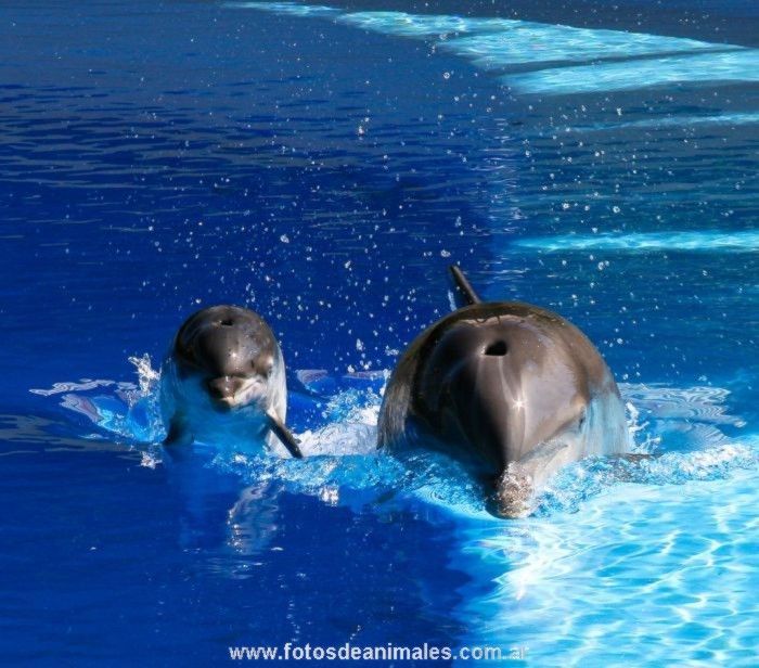 Delfines