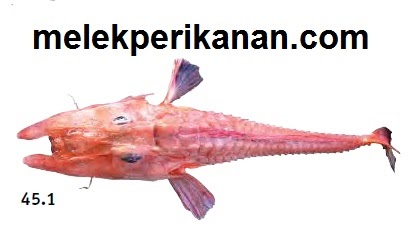 Ikan Bisa Atau Robust Armour Gurnard (Satyrichthys welchi); Morfologi ...