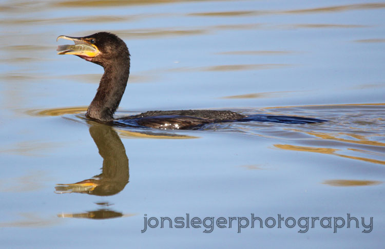 Northern Illinois Birder: Double-crested Cormorant eating a fish