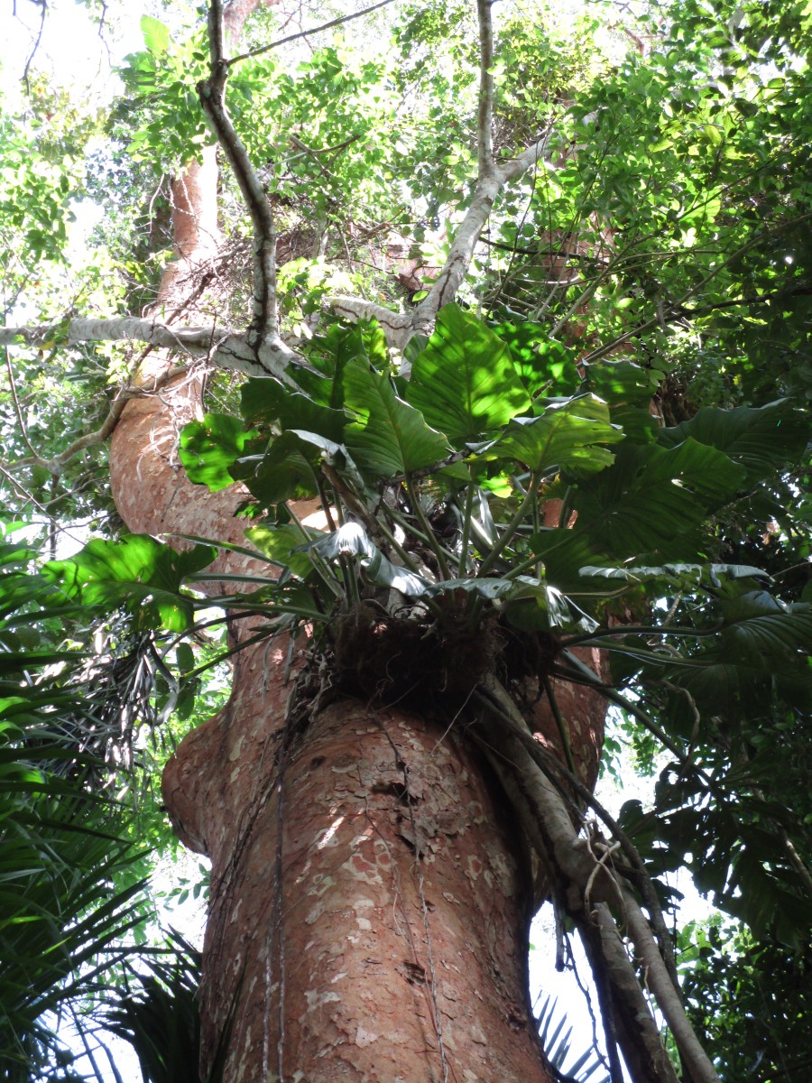 Jehuite: ¿Sabes cómo reconocer una selva tropical?