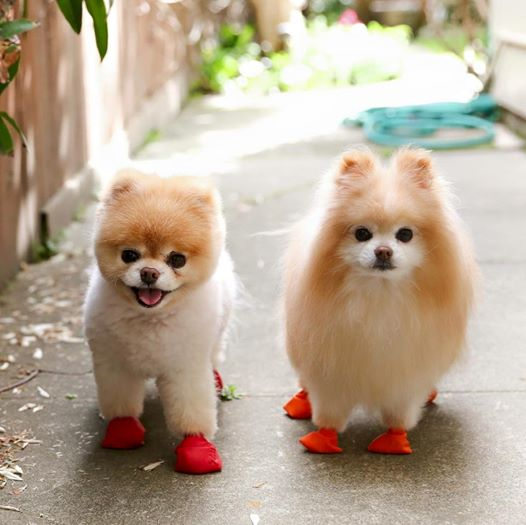 Anjing Pomeranian