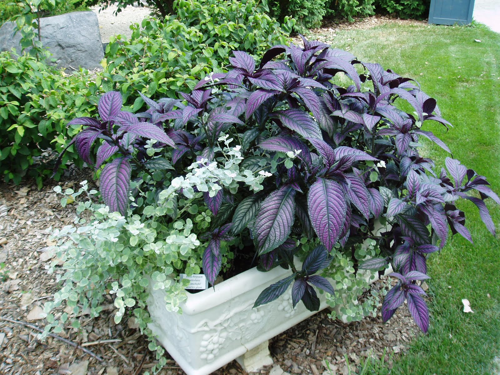 Rotary Botanical Gardens - Hort Blog: Persian Shield