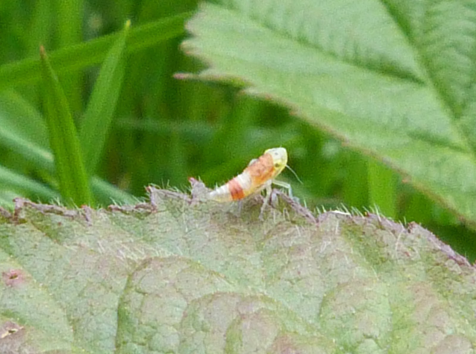 Insects of Scotland: True Bugs