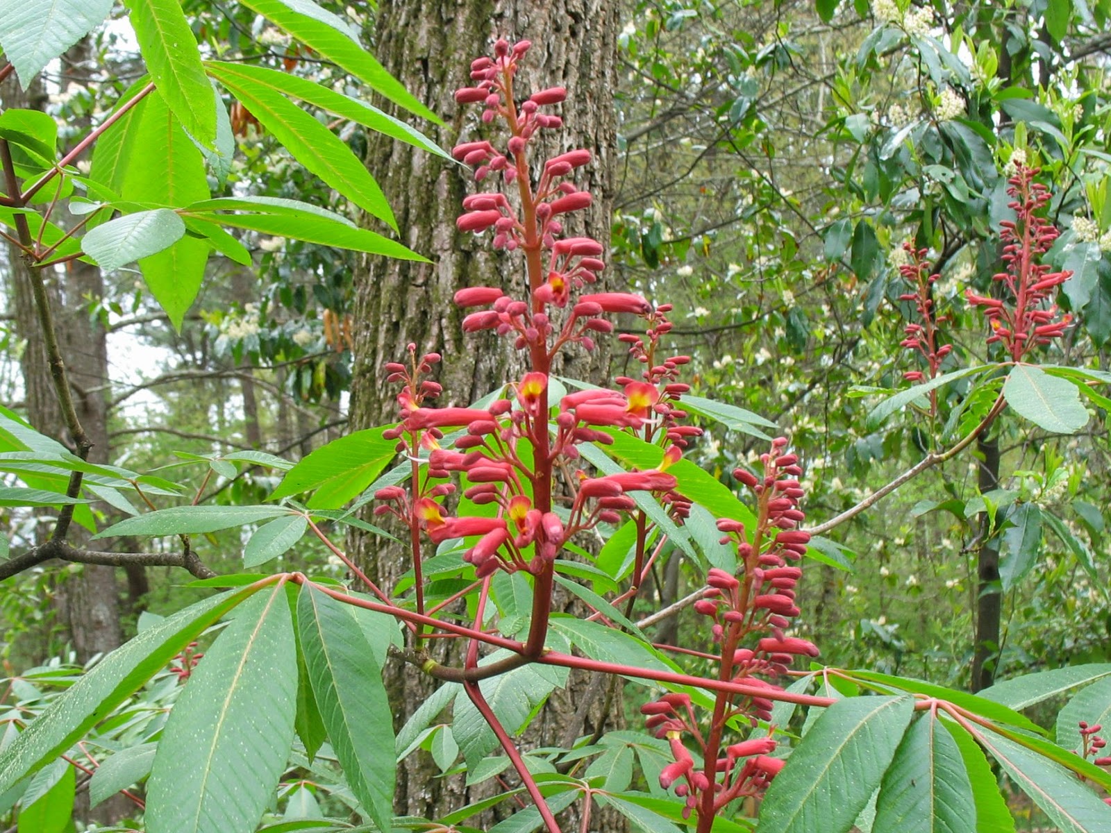 Using Georgia Native Plants: Buckeyes: Beginning to End
