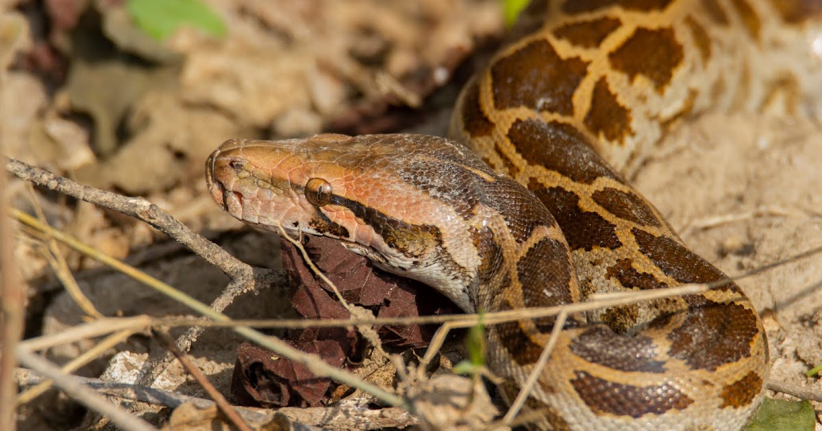 Indian Rock Python