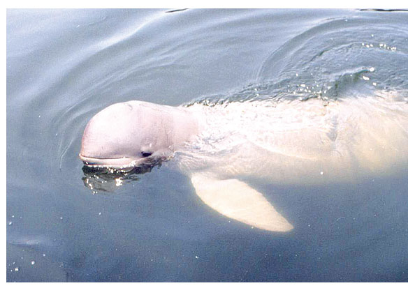 KAPUAS BUNGA BANGSA: Pesut Mahakam