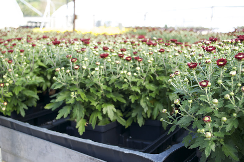 Snell's Greenhouses, Inc.: Pansies Look Fabulous