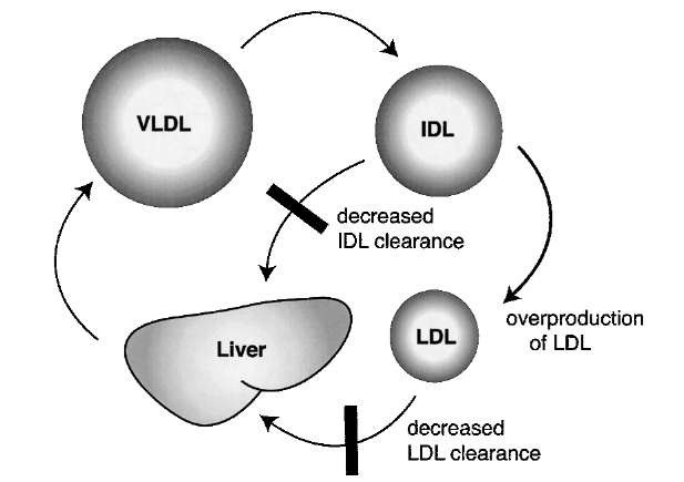 Disease Related with LDL receptor Disfunction ~ Pharmacy Portal