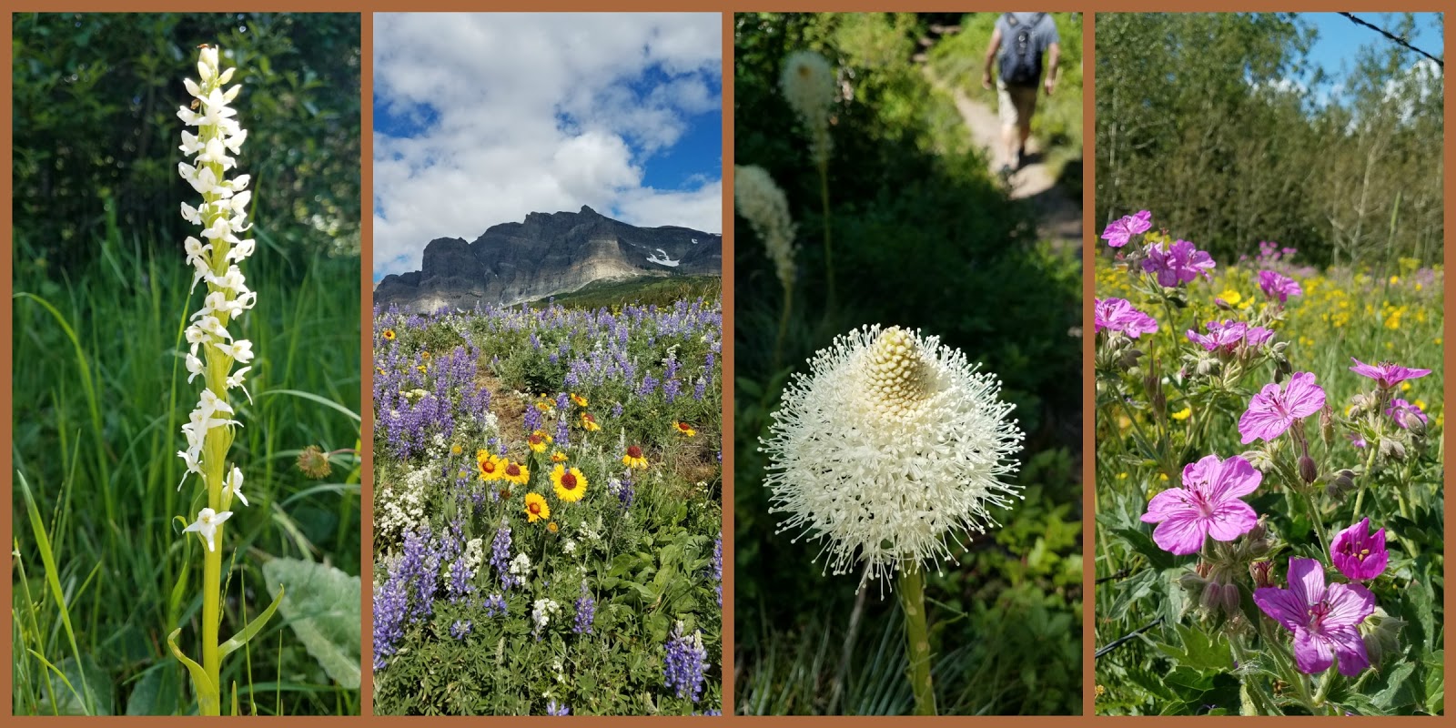 Letting Go of the Bay Leaf: July Hijinks