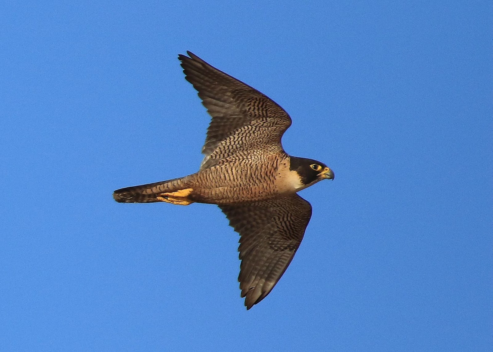 Richard Waring's Birds of Australia: Peregrine Falcon at Nyirripi