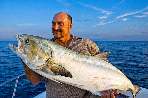Big Fishes of the World: LEERFISH GARRICK (Lichia amia)