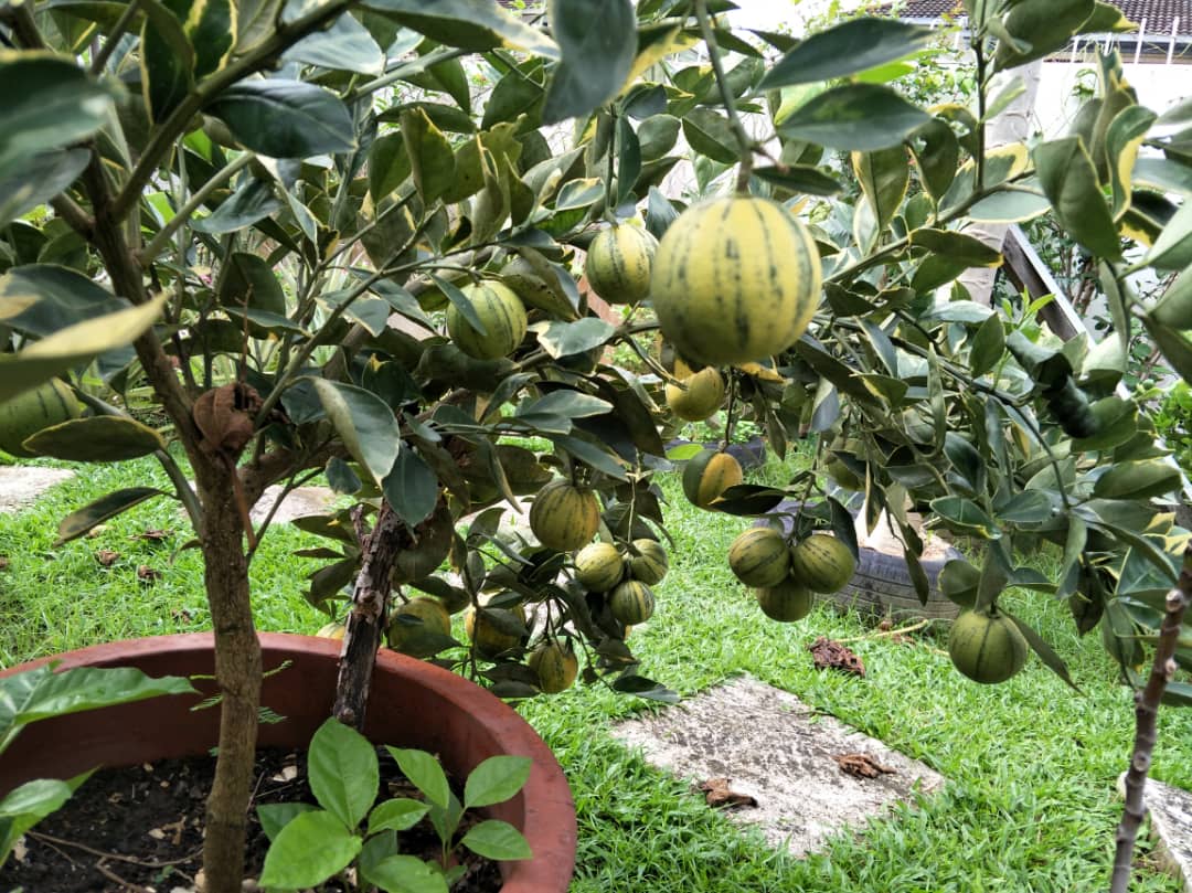 Borneo Lady: Ms Wong's garden- Variegated orange plant