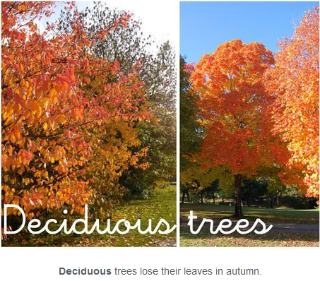 INMACULADA Bilingual Blog: Evergreen and Deciduous Trees Poster
