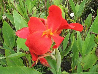 Imágenes de flores y plantas: Achira