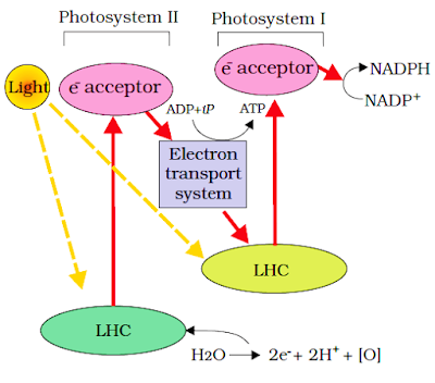Photosynthesis - Notes | Class 11 | Part 3: Light Reaction