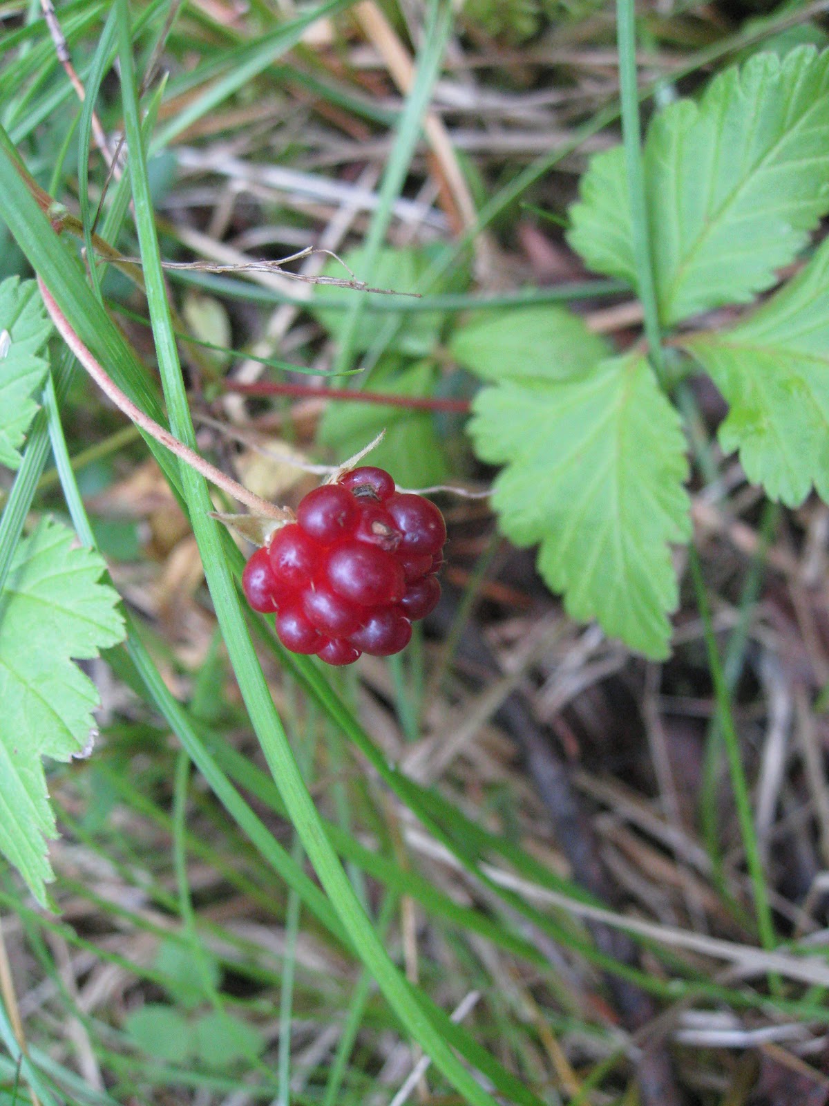 Luontoenergiaa: Suomen marjat