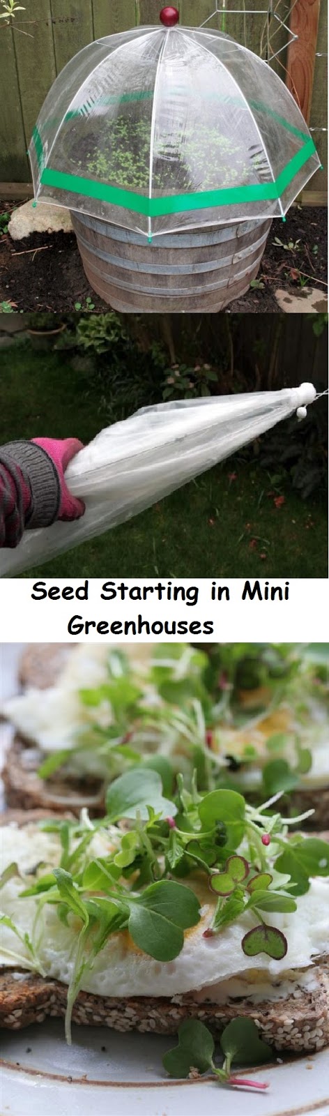 Seed Starting in Mini Greenhouses - garden favorite