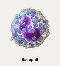 Morfologi dan Fungsi Sel Basofil Sel Darah Putih - Mata Fariz