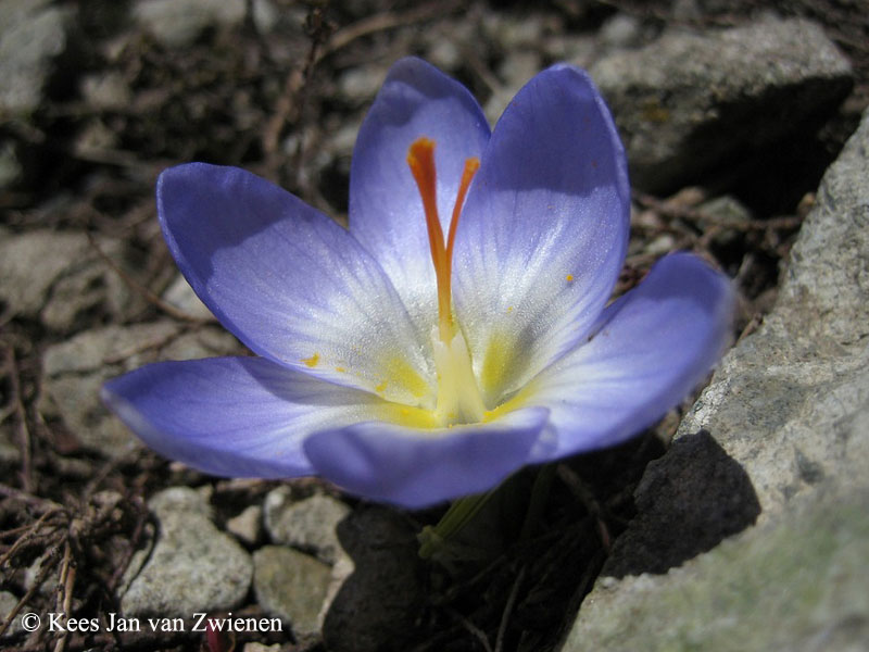 The Country Of Crocuses: Crocus aerius