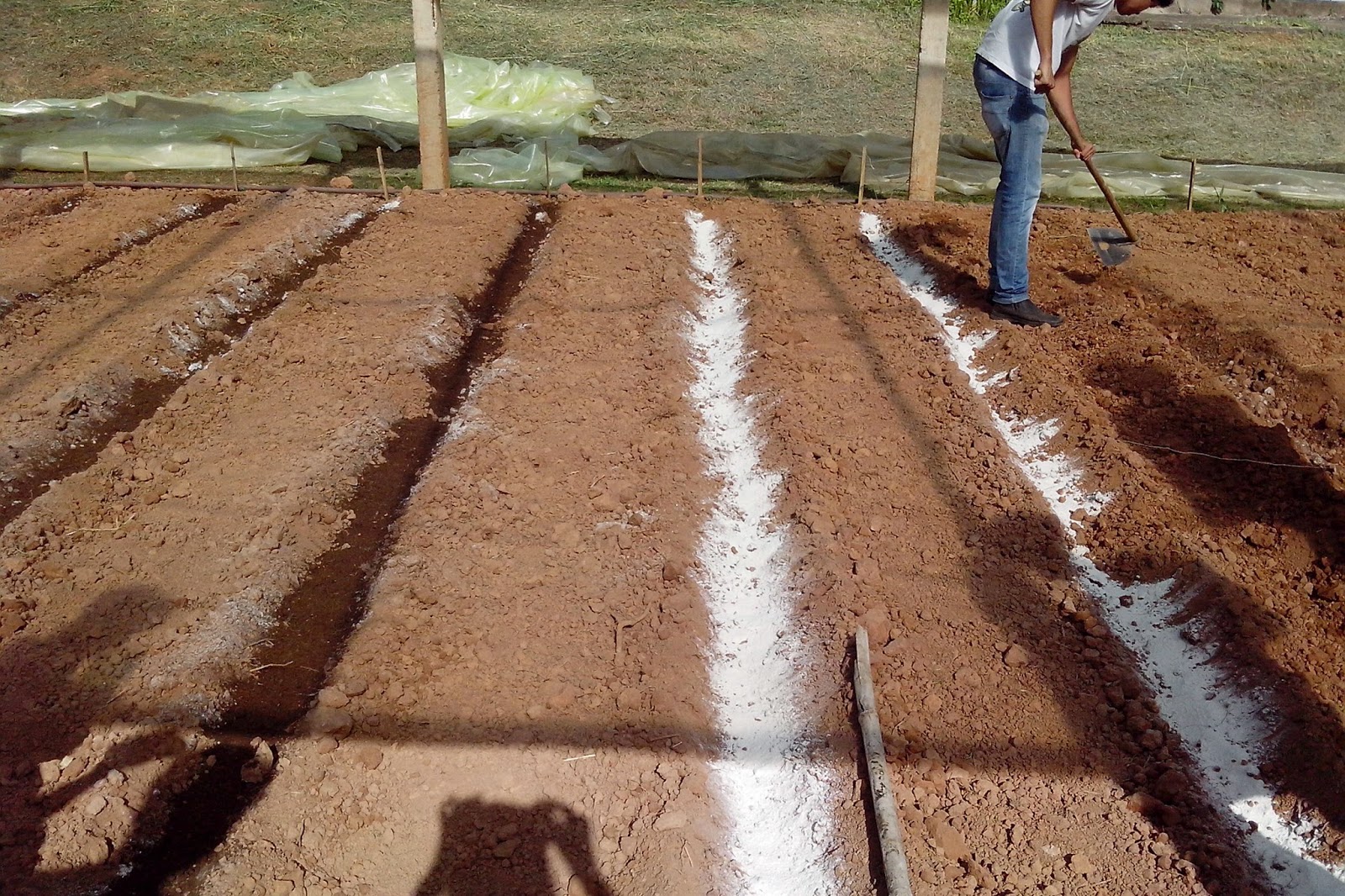 Preparo de solo, calagem e adubação. ~ Cultivo de Tomate: passo a passo