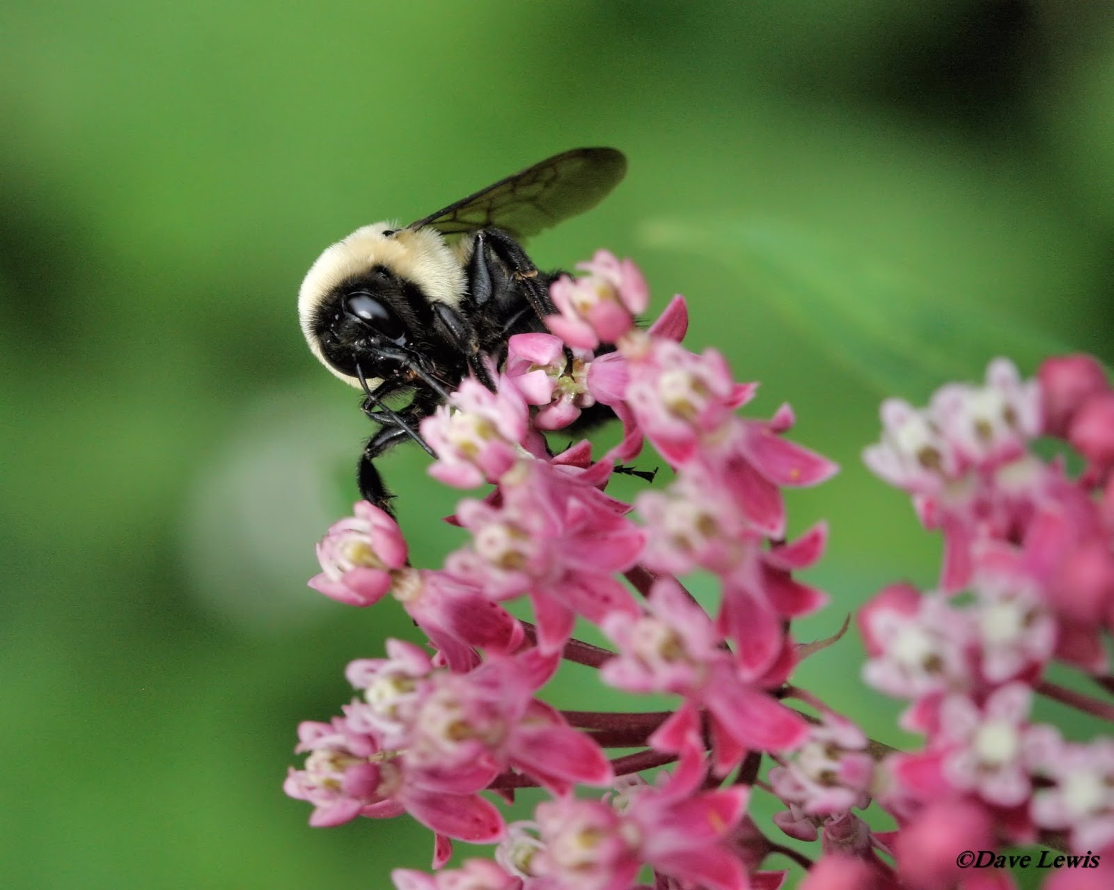 Birds from Behind : The Birds, The Bees, The Babies...oh my...