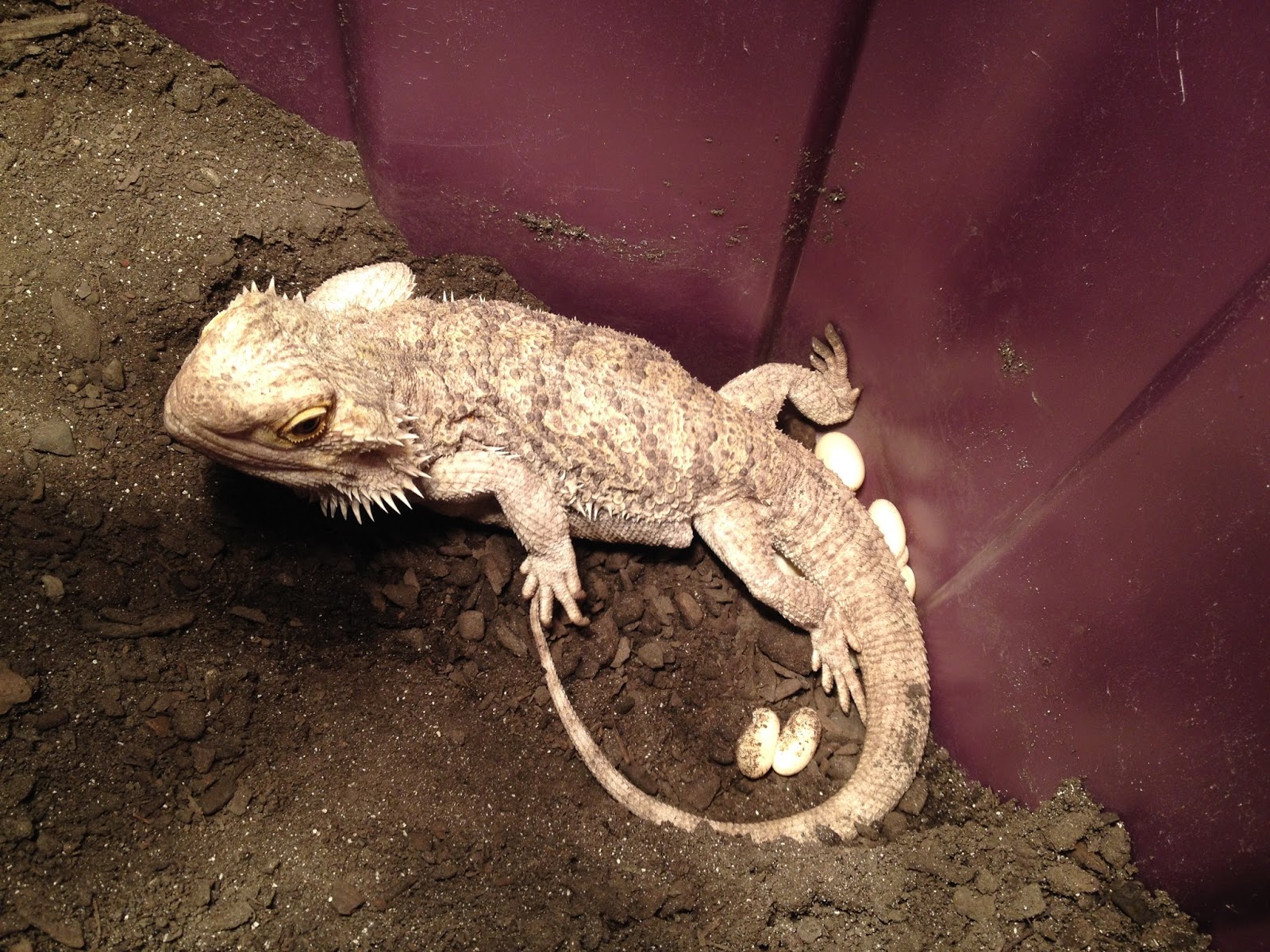 Interior Alaska RAE Rescue's Blog