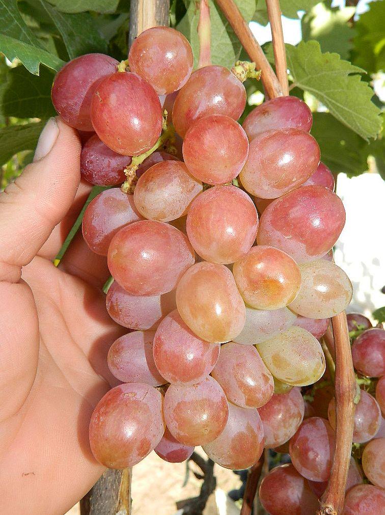 anggur jenis Laura | Pohon Anggur Genjah