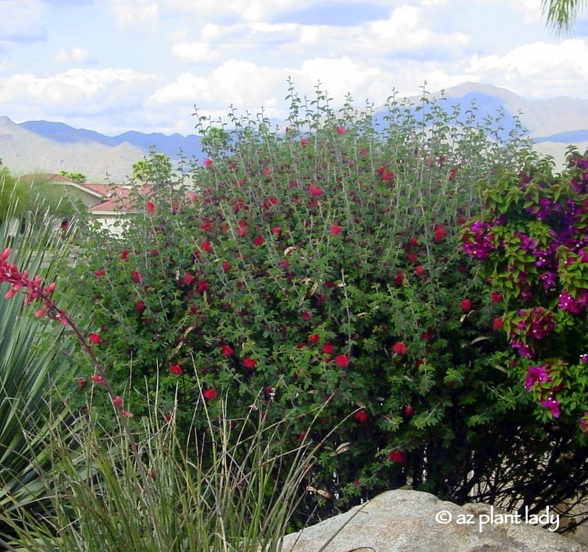Baja Fairy Duster: Unique and Red - Ramblings from a Desert Garden
