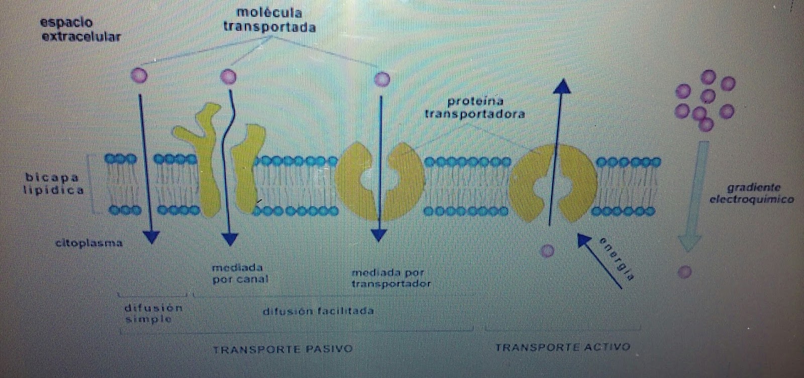 Apoyo Para BiologÍa