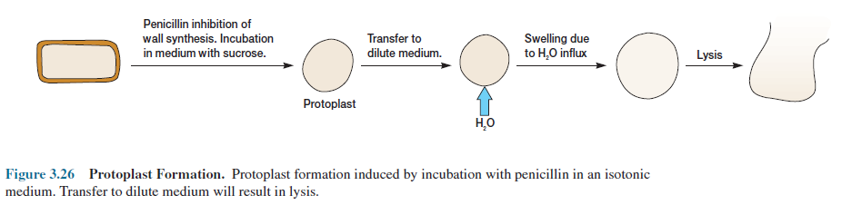 Microbiology Notes: Bacterial Cell Structure and Function