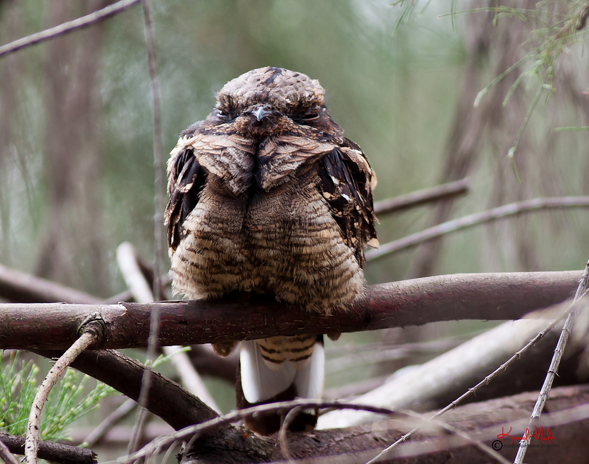 SOUTH EAST ASIA BIRDS - Malaysia birds paradise: Large-tailed Nightjar ...
