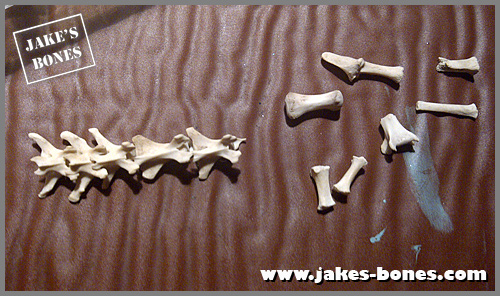 How to rearticulate a fox skeleton: part two : Jake's Bones