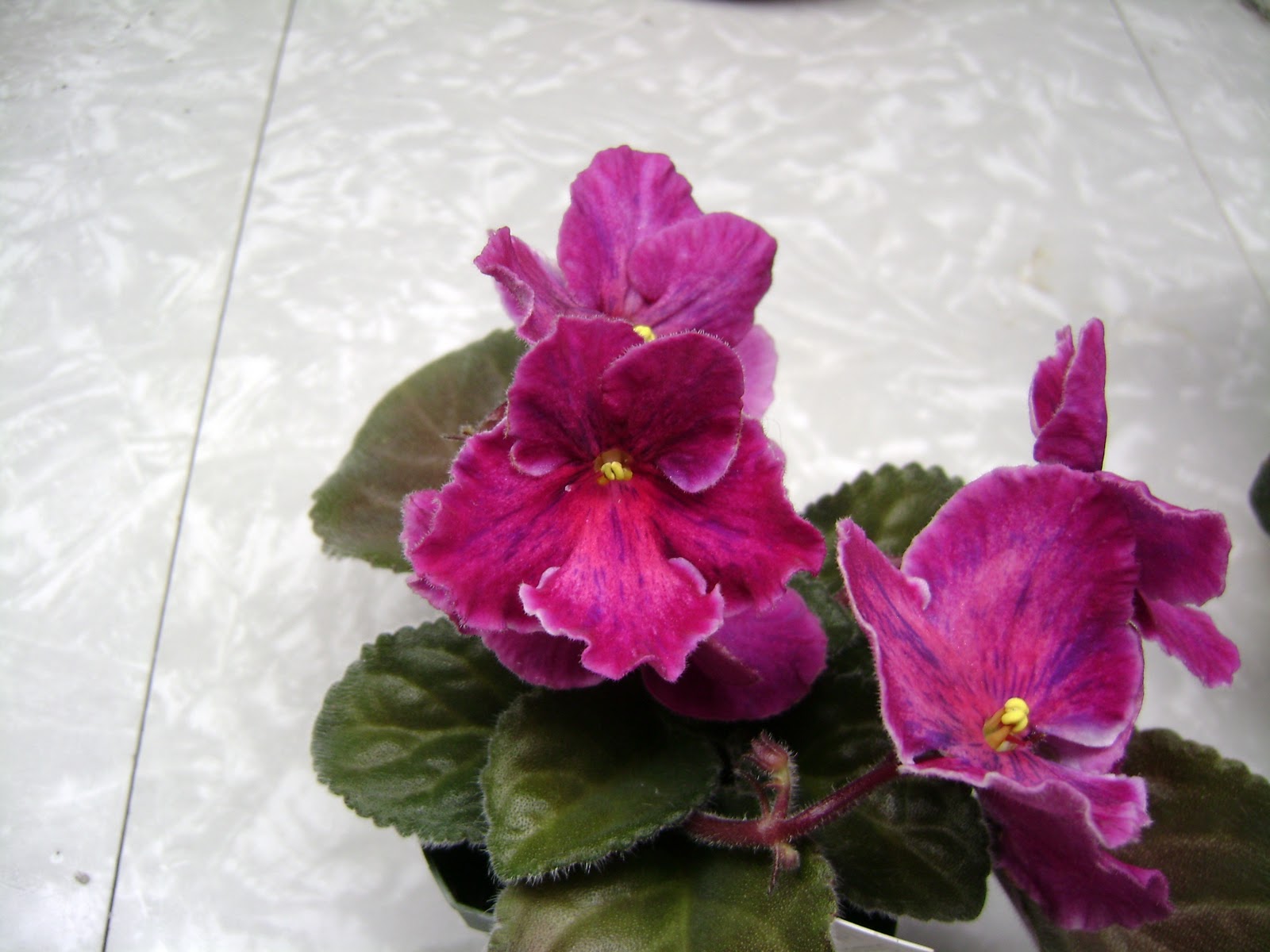 Houseplant Guru: African Violets