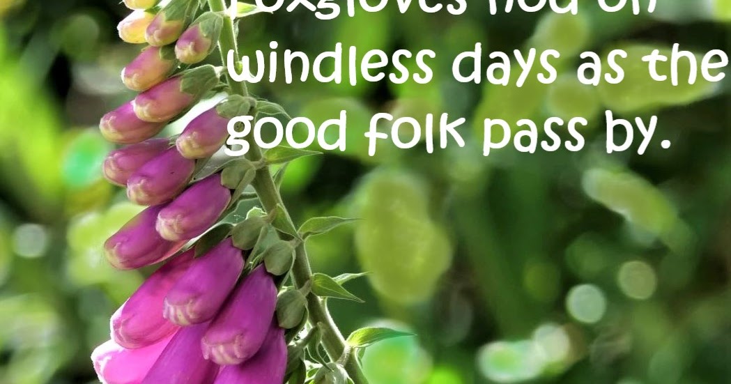 A POEM A DAY - FOX GLOVES