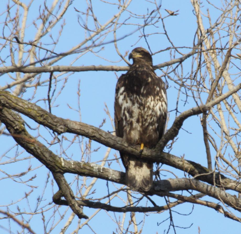 Michigan Exposures: First Up...The Eagles