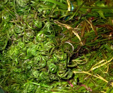 Ayo Pakai Ide: Manfaat Daun Pakis Untuk Obat, Kesehatan Dan Makanan ...