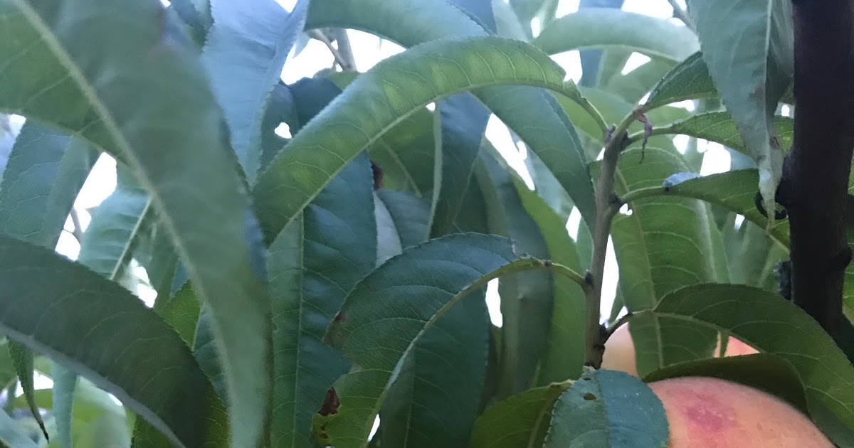 the farmer's wife: Veteran Peaches