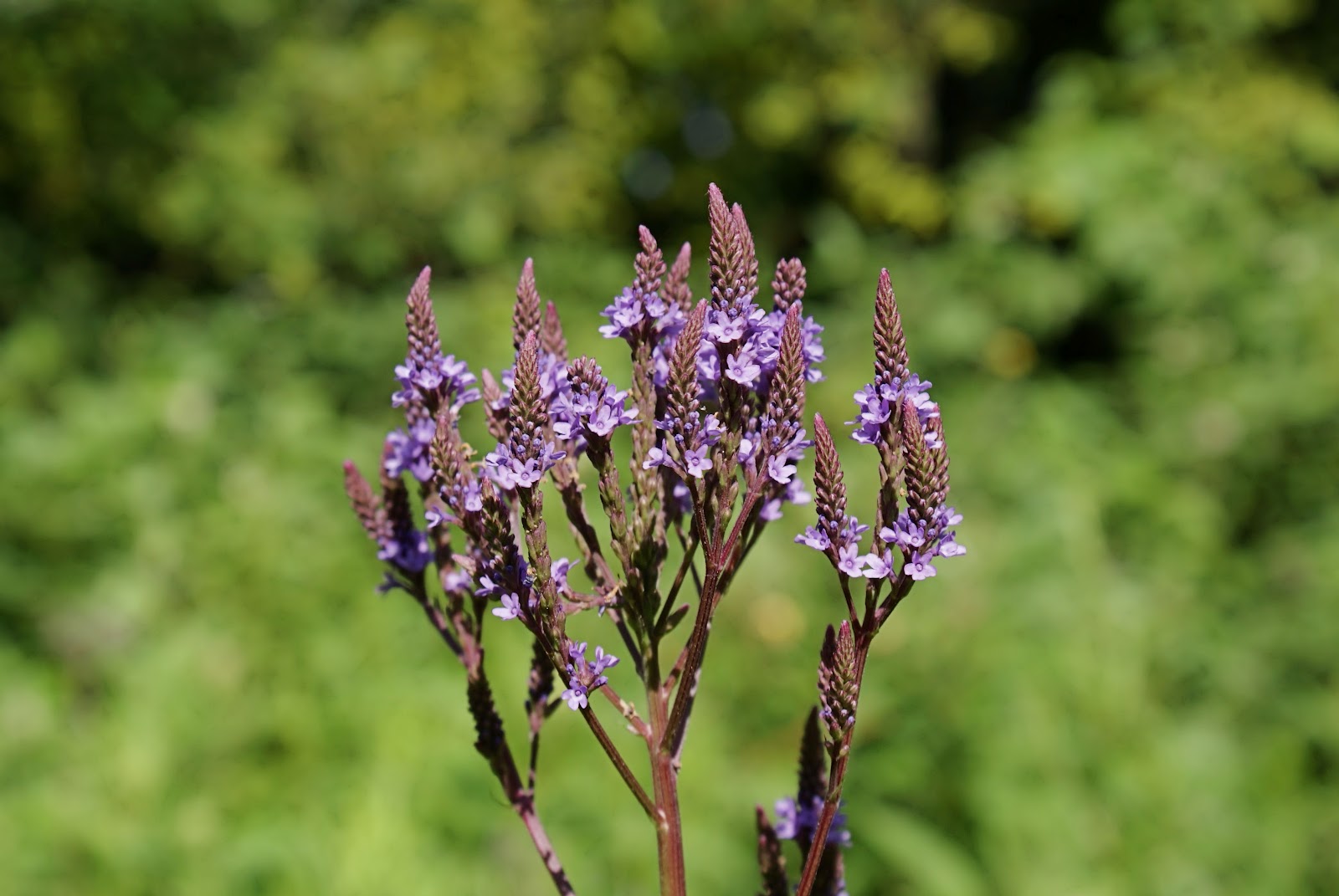 Being Herbalism: Making Medicine, Part 1 of 5: Wild Harvesting Blue Vervain