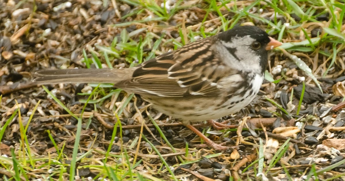 Prairie Nature: Harris's Sparrow: Migrating North