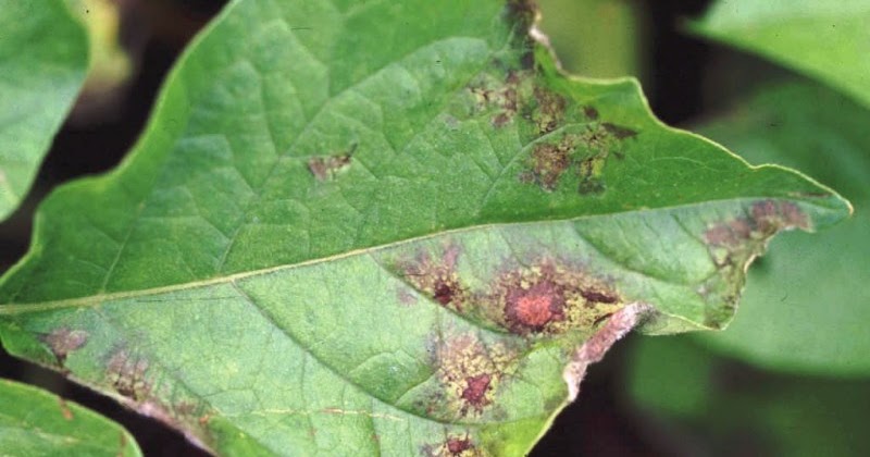 List of Fungal Diseases ~ Biology Exams 4 U