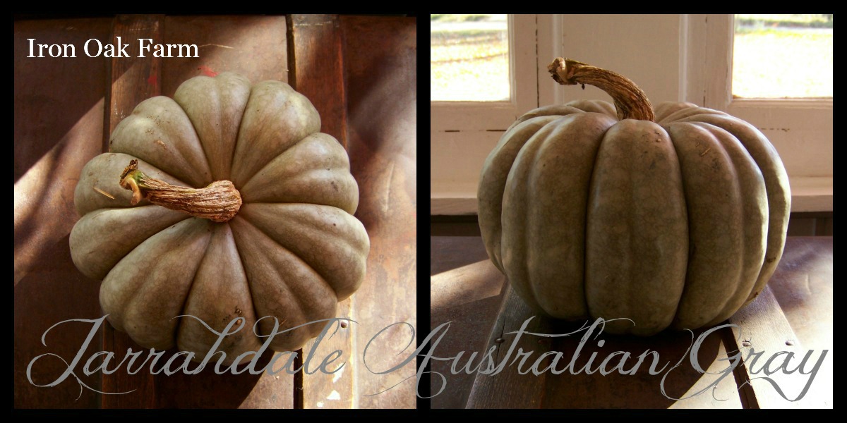 Iron Oak Farm: Jarrahdale Australian Gray Pumpkin
