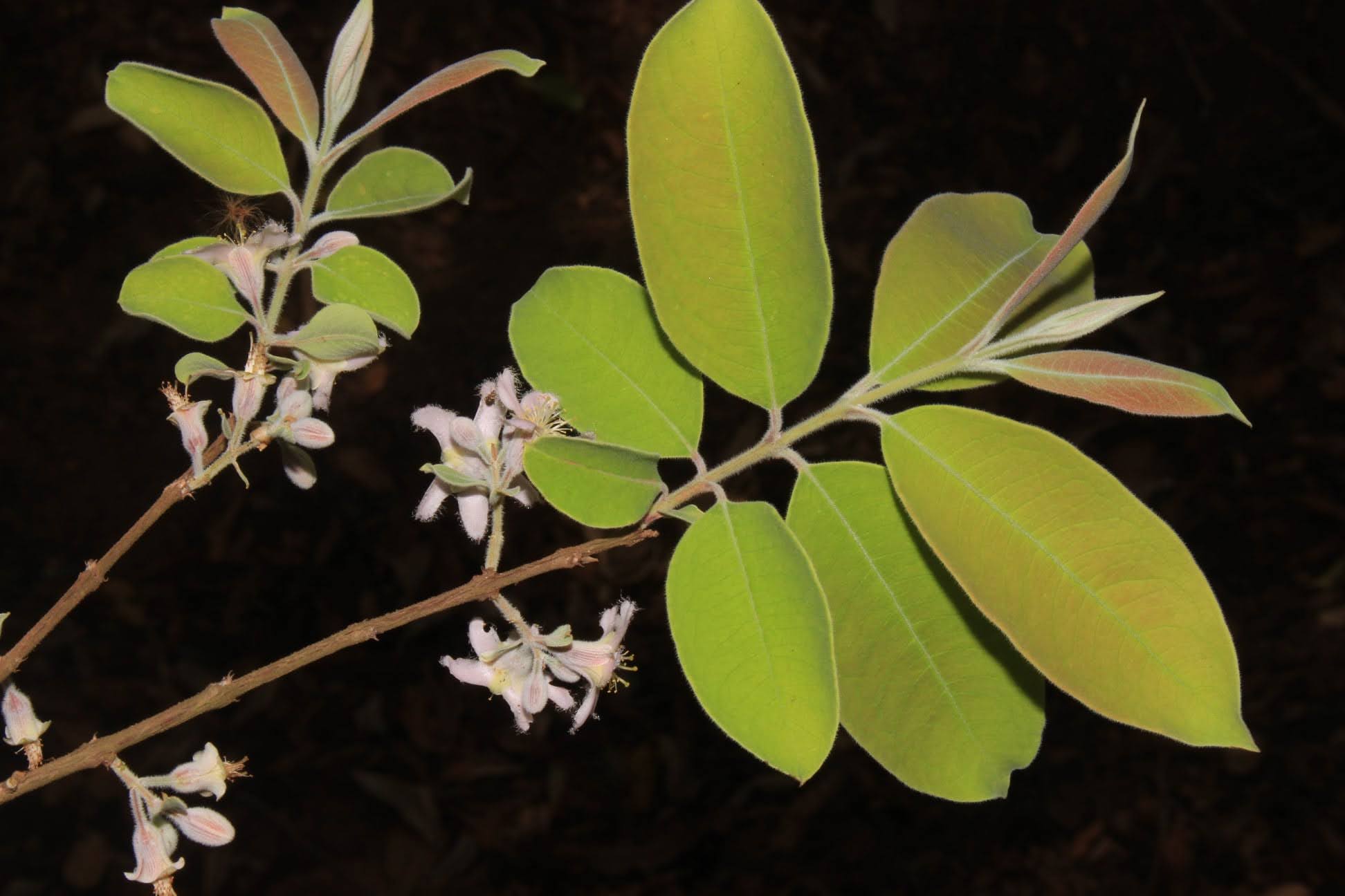 Cratoxylum formosum subsp. pruniflorum (Kurz) Gogelein