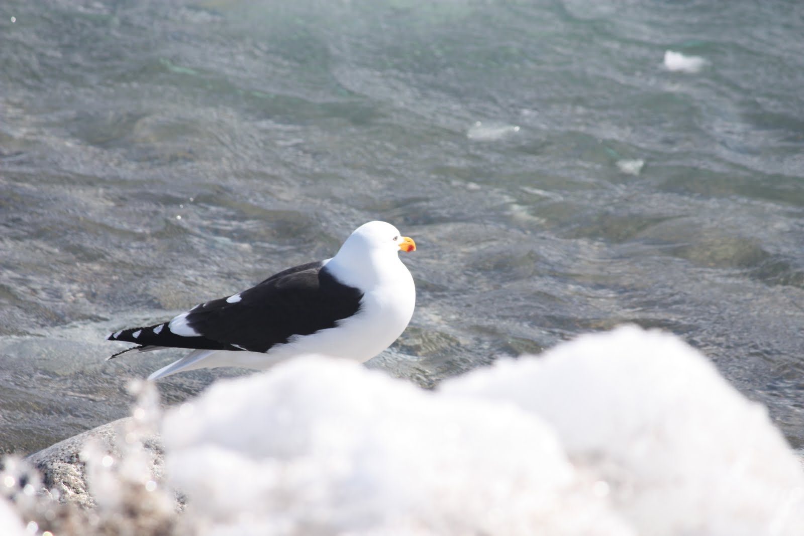 Pajareando: Gaviota dominicana (Larus dominicanus). Aves de la ...
