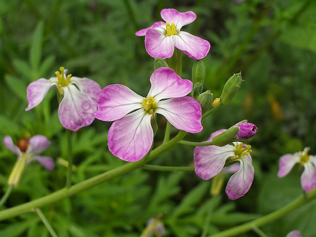DIÁRIO COM A NATUREZA: 01 DE MAIO - RABANETE - RAIZ TUBEROSA