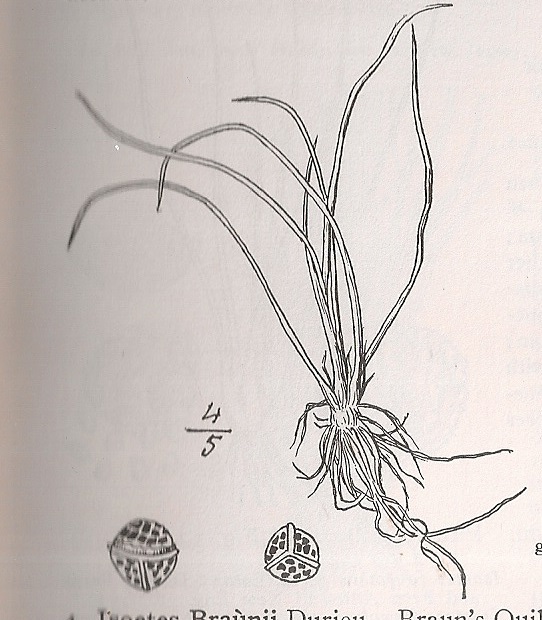 FLORA ILUSTRADA BRITTON DEL NORTE DE U.S.A.-CANADA: FERNS ISOETACEAE ...