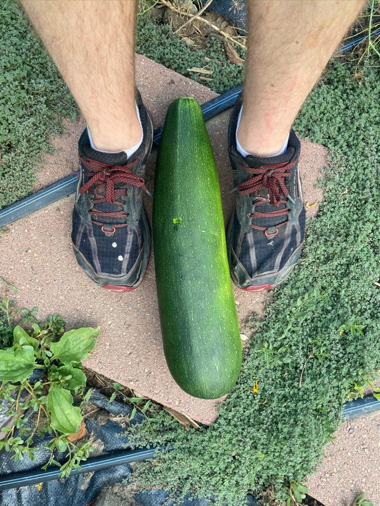 Grass to Veggies: August of 2020 Update