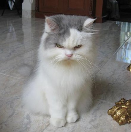 Catturday : Foto-Foto Kucing Sedang Marah | Kucing gue