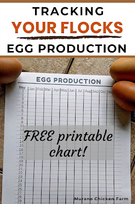 Tracking egg production in hens - Murano Chicken Farm
