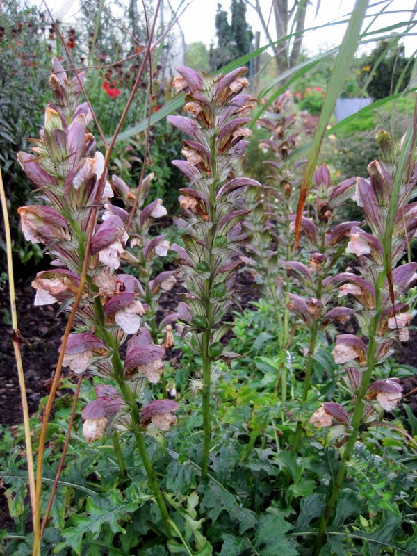 Landbohaven: Akantus.