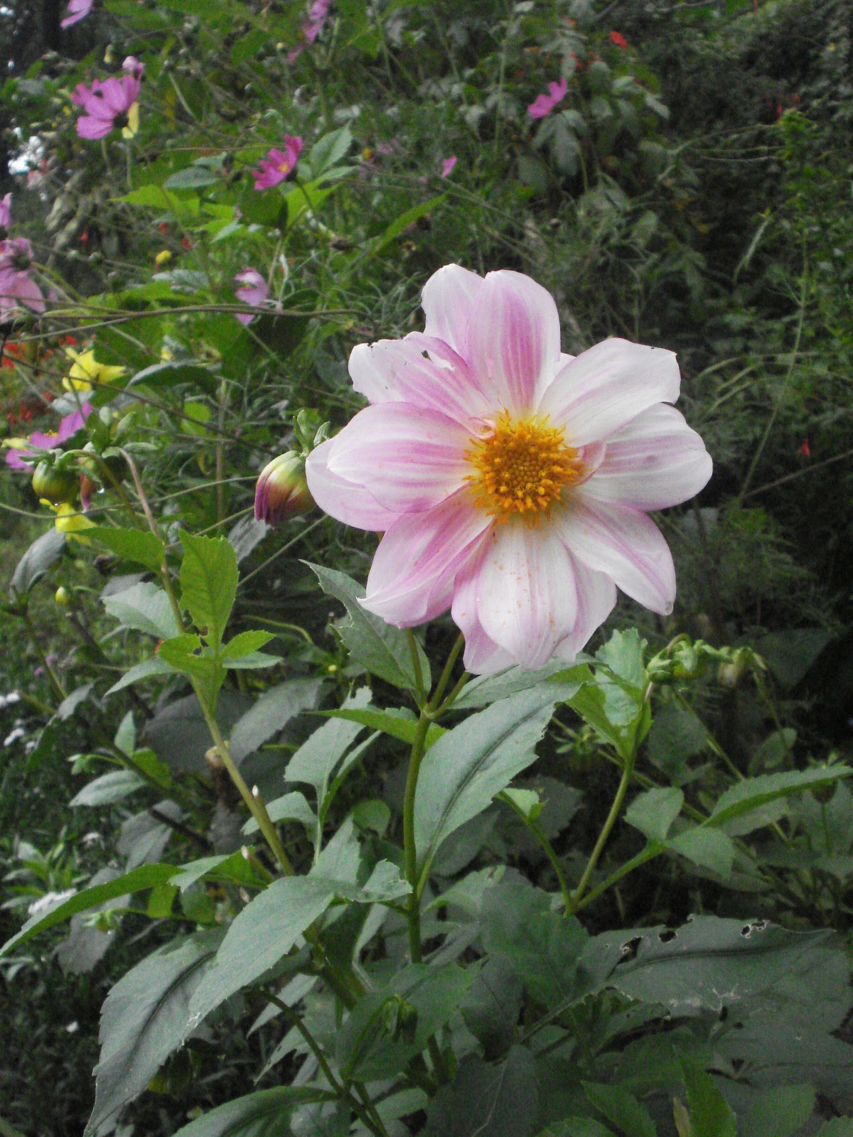 DK CELLULER,RIKILLAGASKADA: deliya flowers